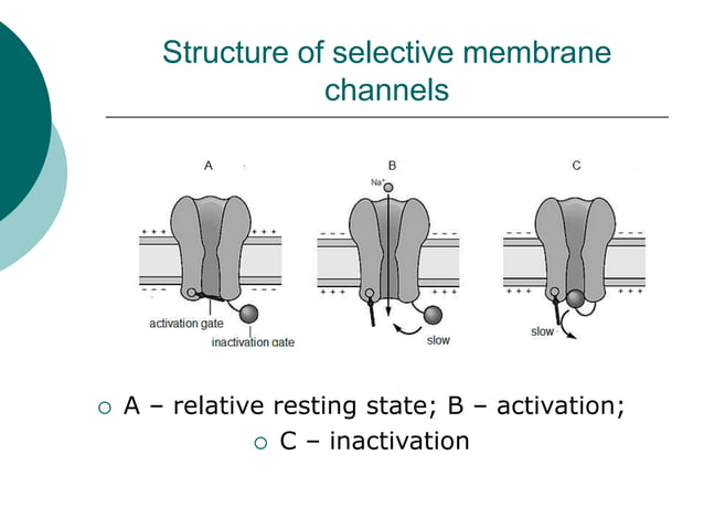 2.Physiology of Excitable Tissues (1).ppt