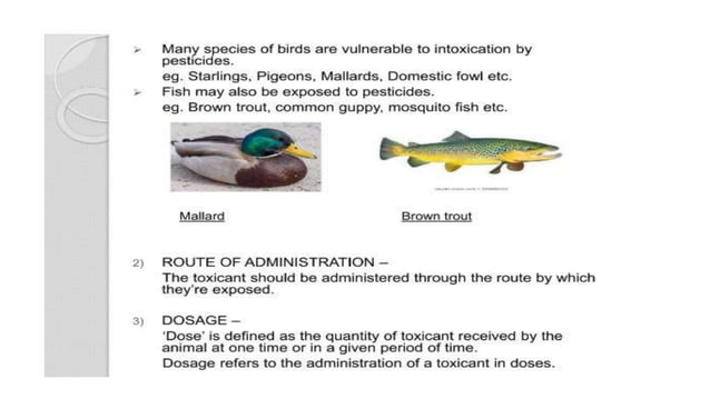 Drug toxicity - Acute, sub- acute and chronic toxicity | PPTX