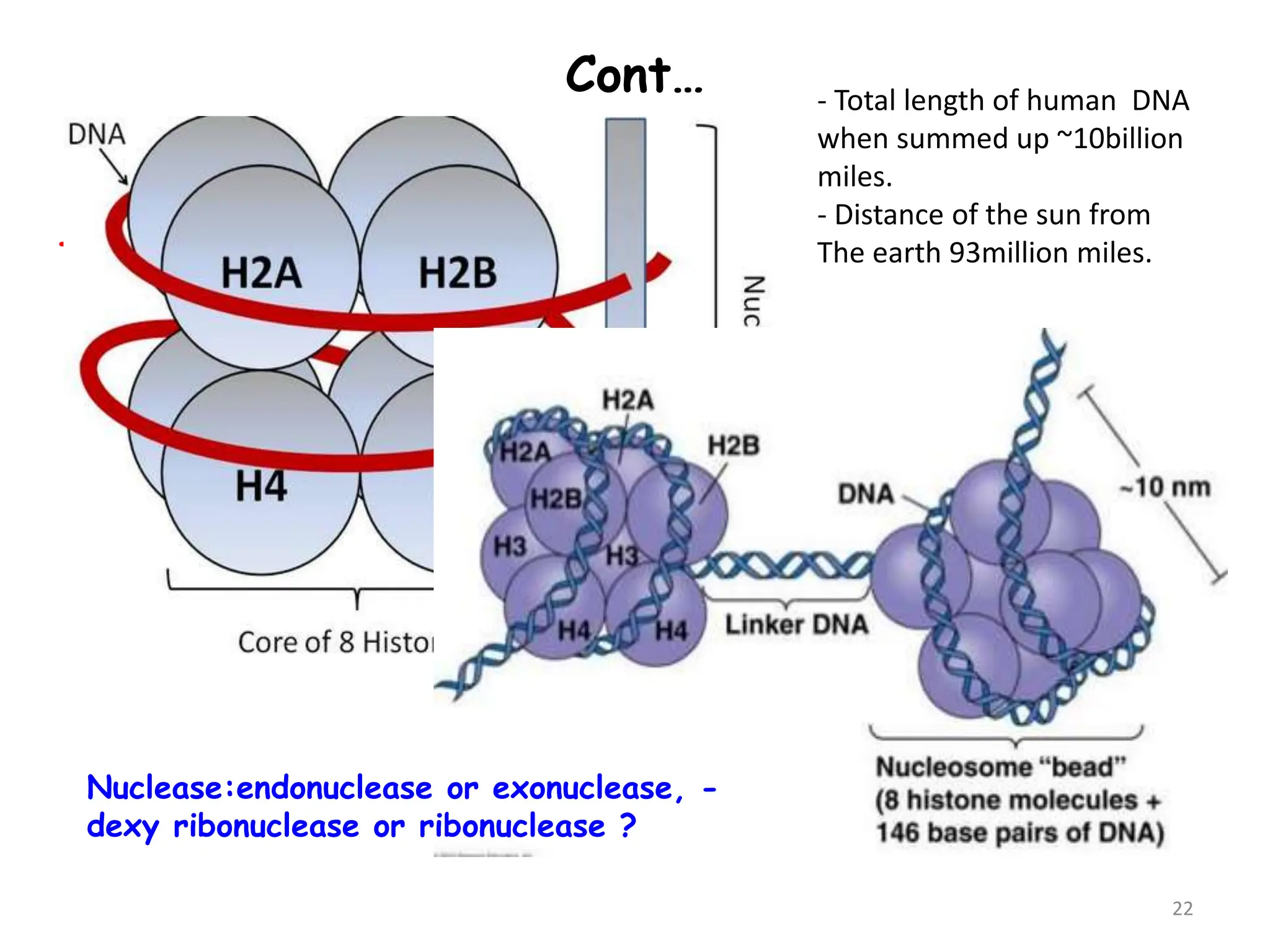 2.Chemistry of Nucleic Acids.pptx assignme | PPTX
