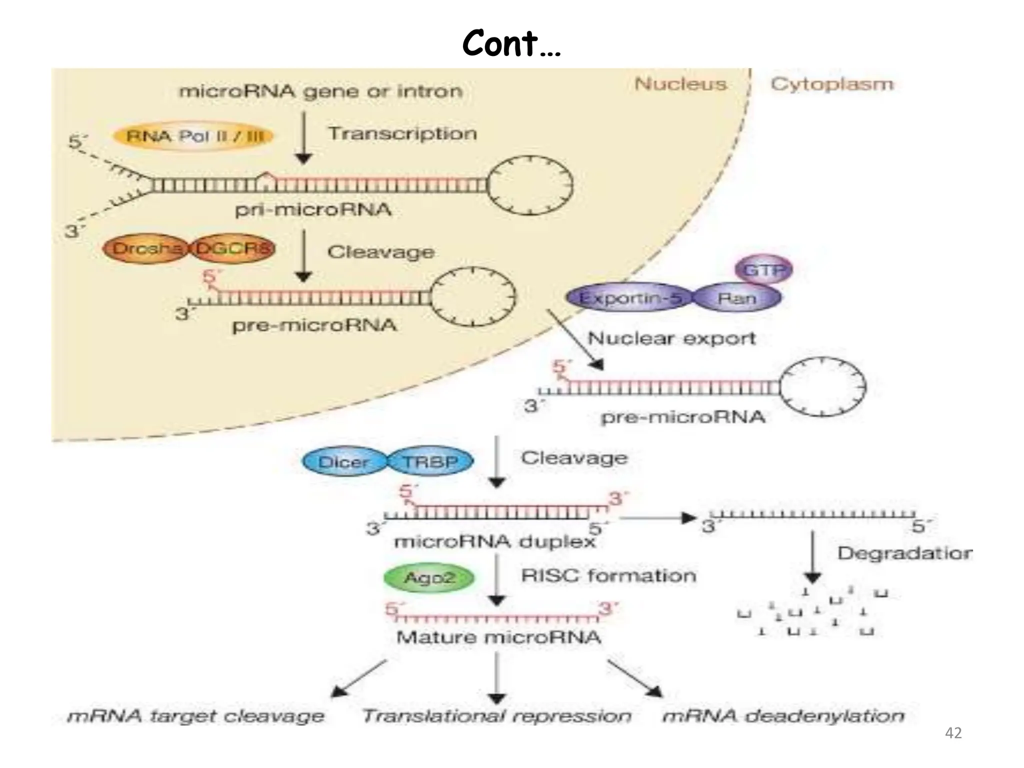 2.Chemistry of Nucleic Acids.pptx assignme | PPTX
