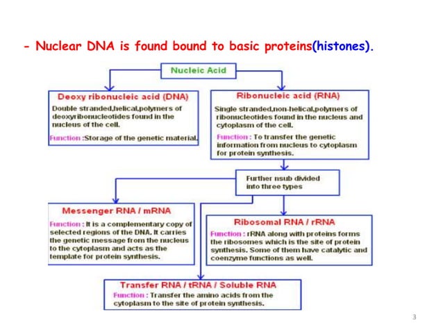 2.Chemistry of Nucleic Acids.pptx assignme | PPT