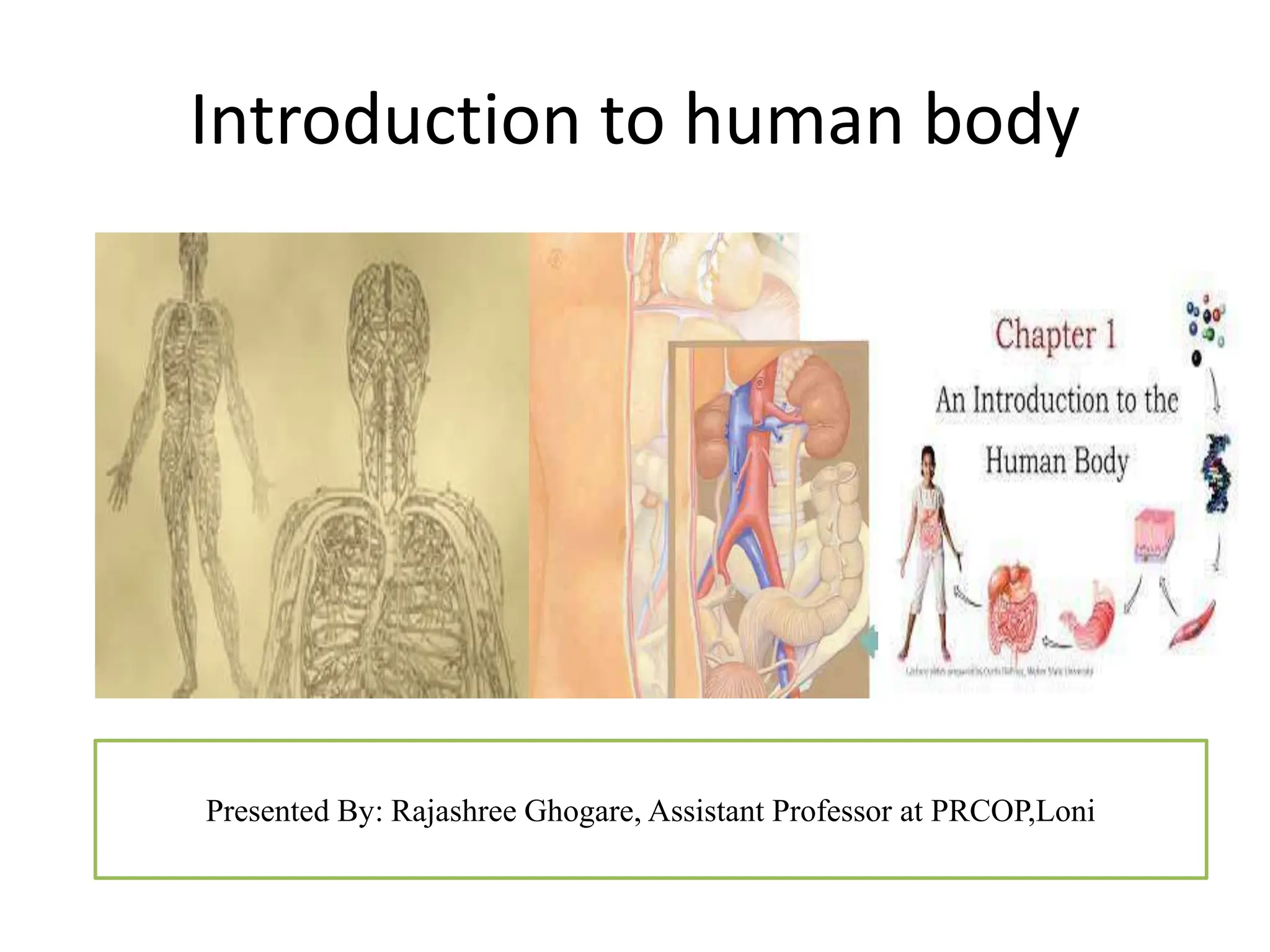 Introduction to human body Explain the gross morphology, structure and ...