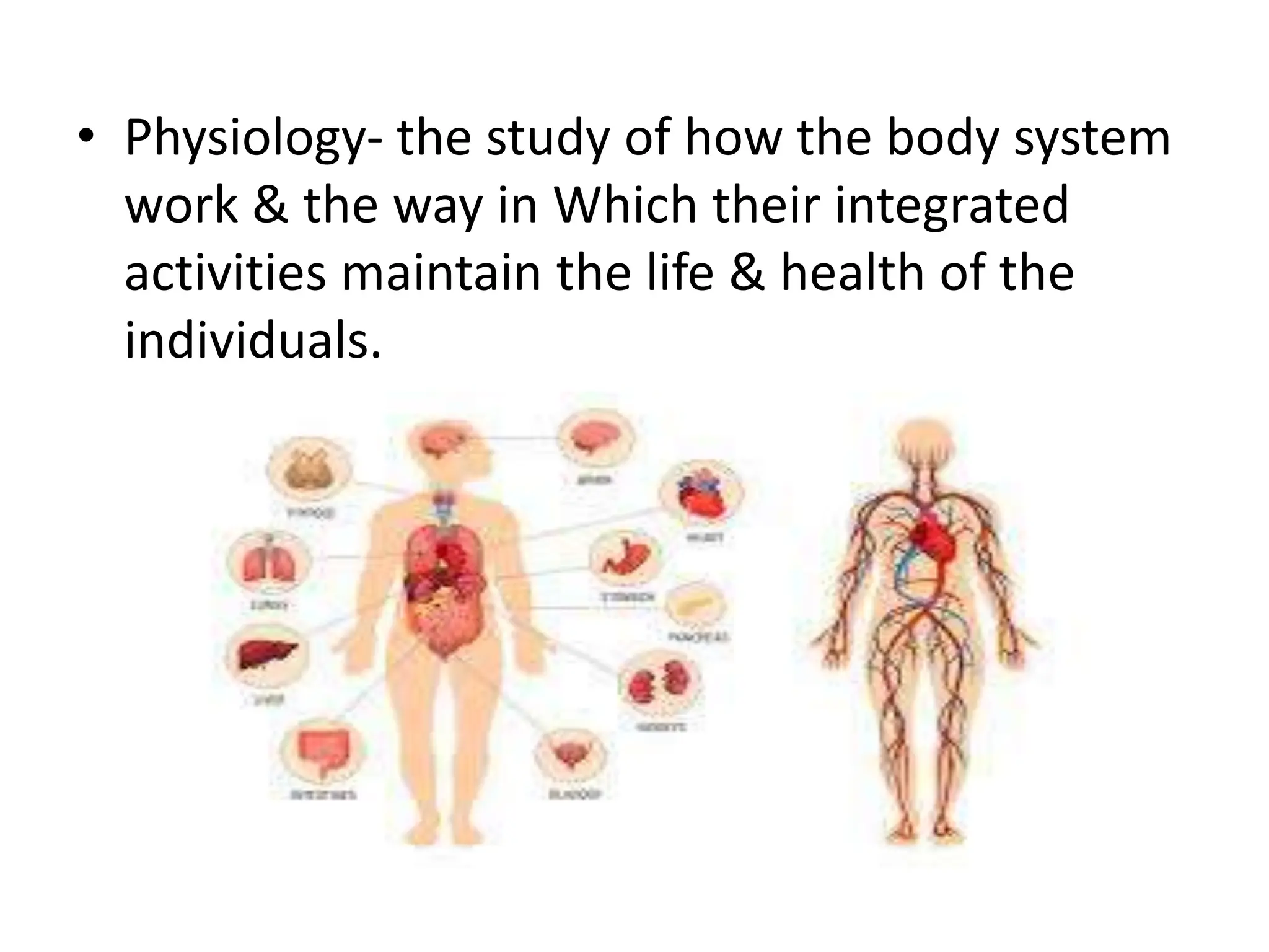 Introduction to human body Explain the gross morphology, structure and ...