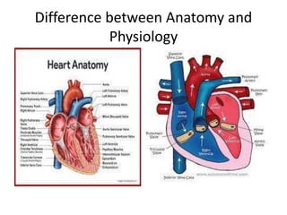 Introduction to human body Explain the gross morphology, structure and ...