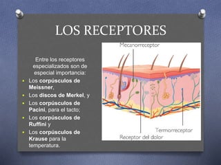 2. LOS ORGANOS DE LOS SENTIDOS. el maravilloso cuerpo humanopptx | PPTX