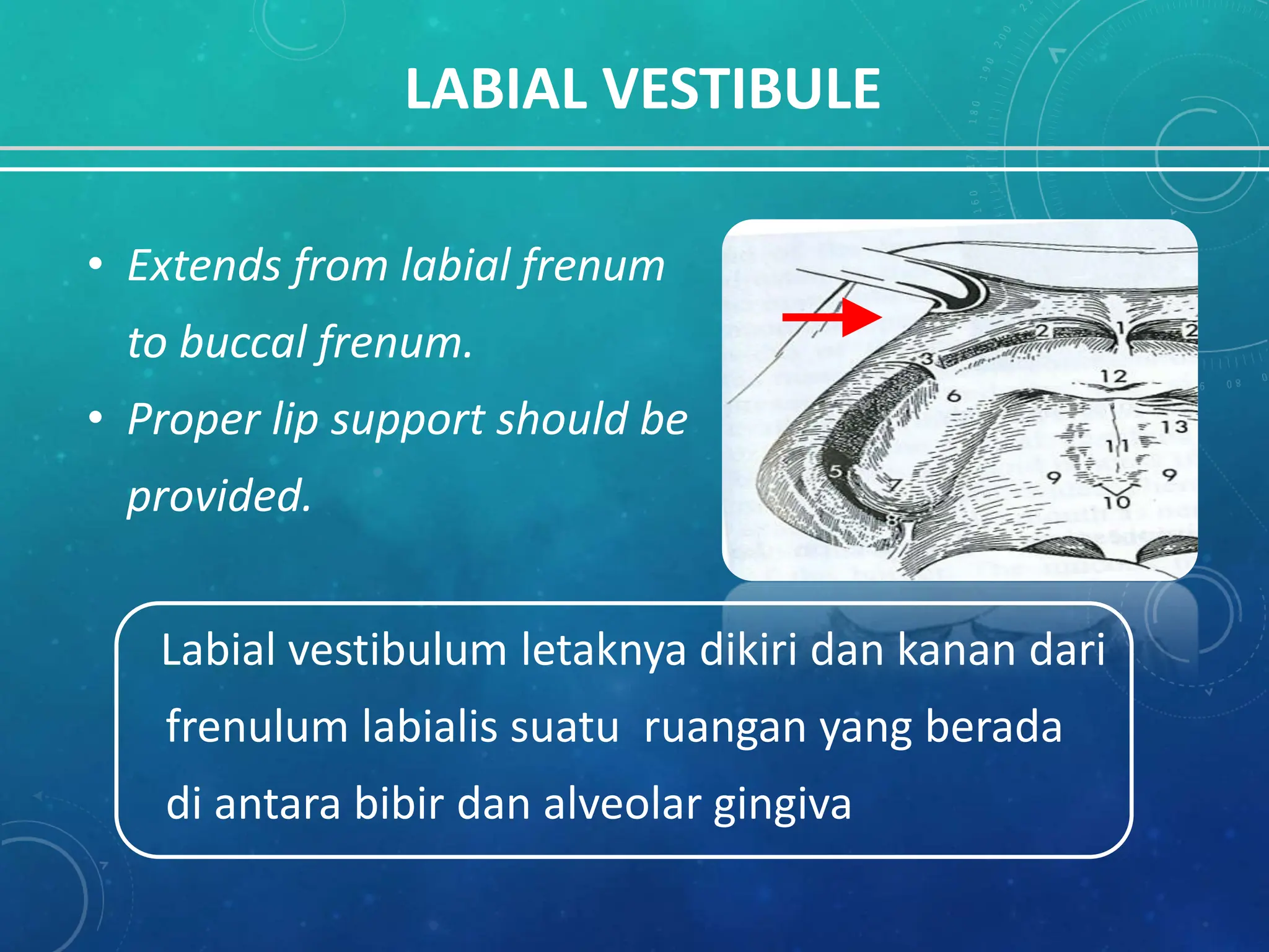 2. Anatomikal landmark kedokteran gigi.pptx