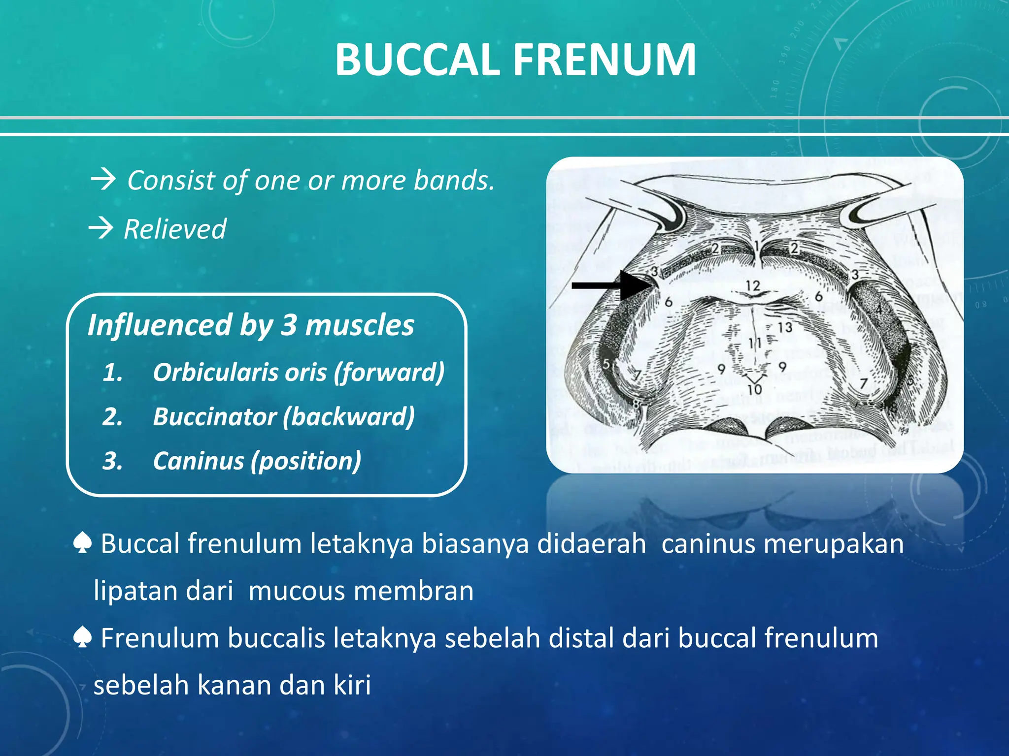 2. Anatomikal landmark kedokteran gigi.pptx
