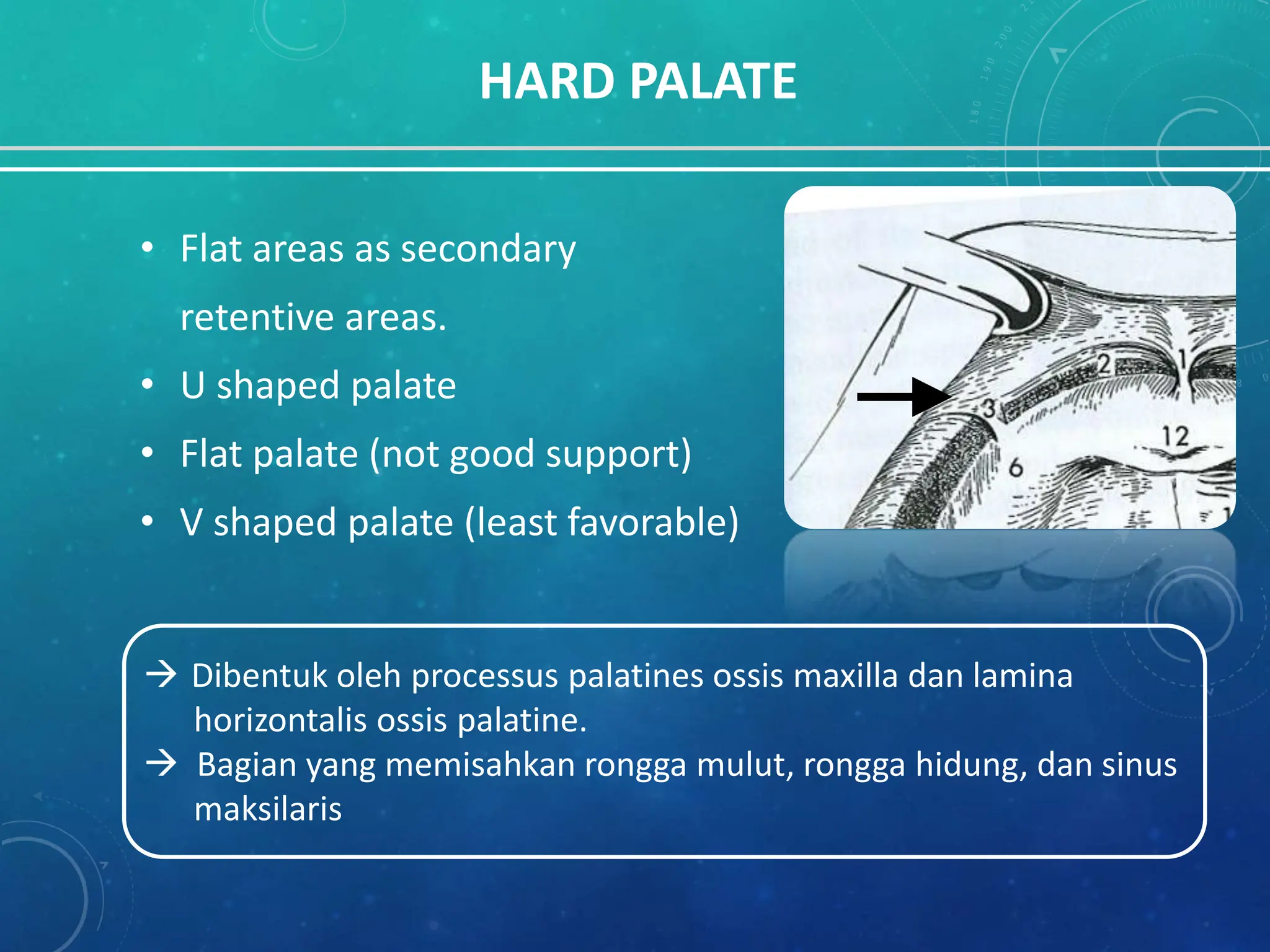 2. Anatomikal landmark kedokteran gigi.pptx