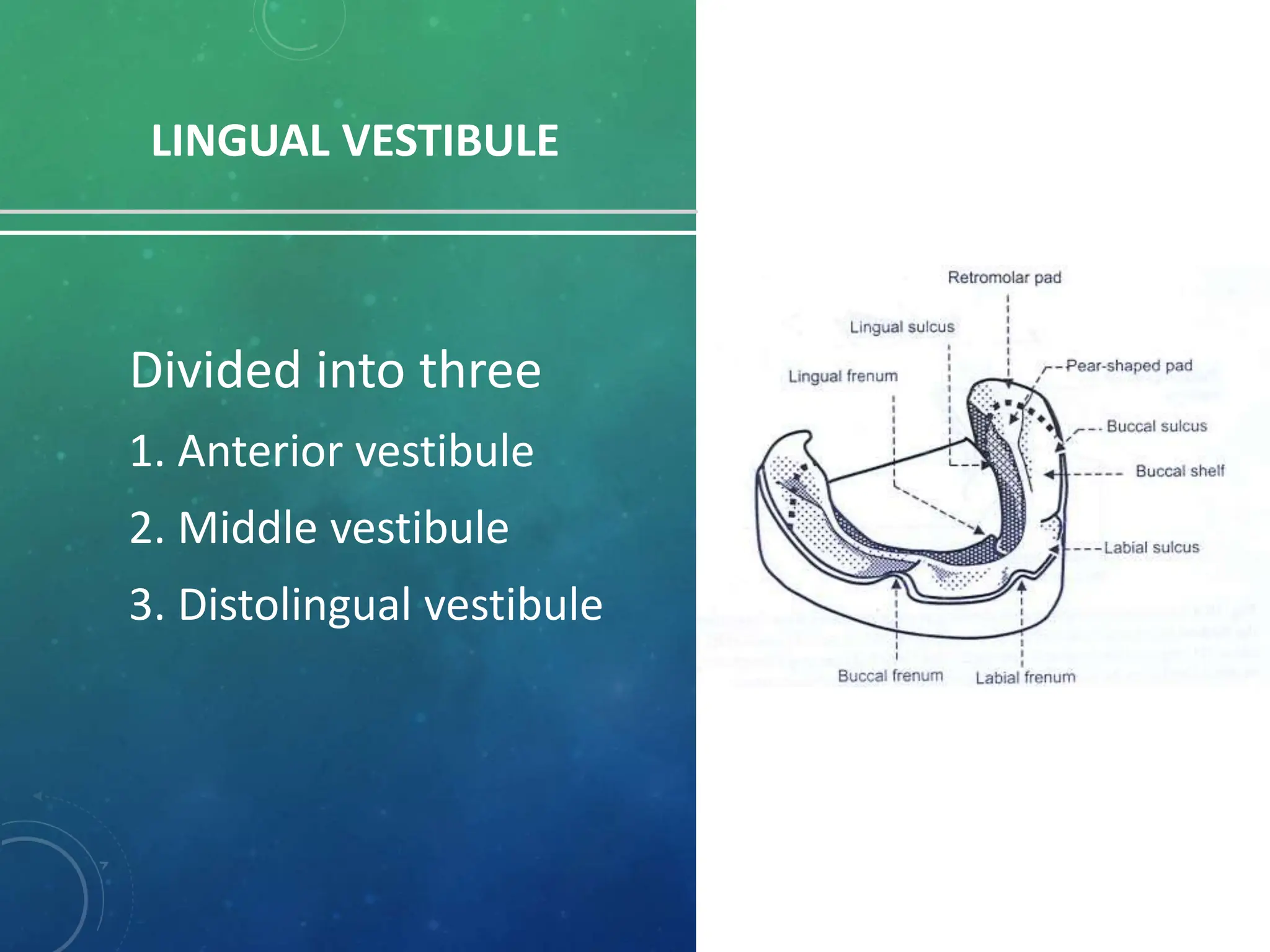 2. Anatomikal landmark kedokteran gigi.pptx