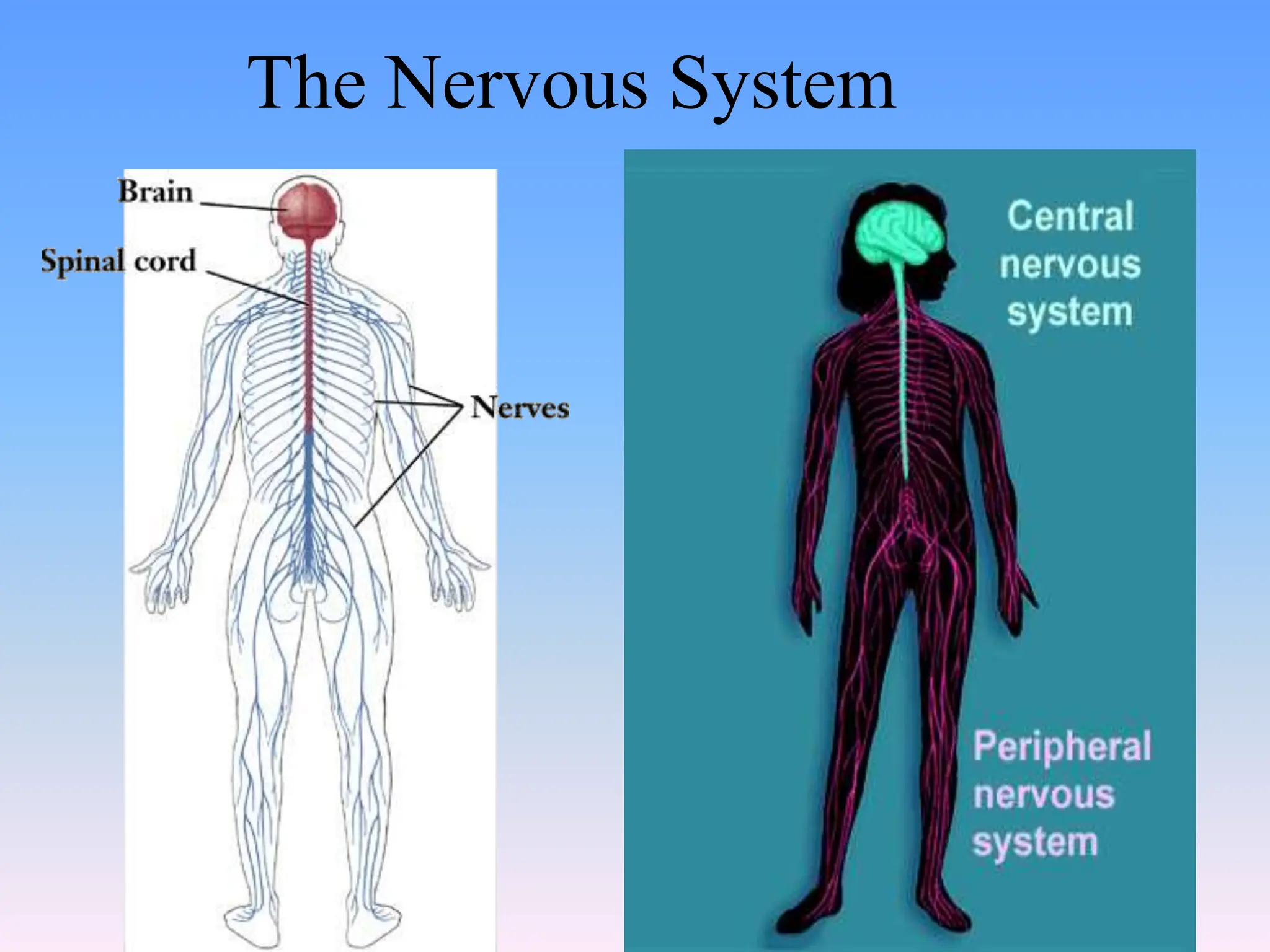The Neurological foundations of Behavior | PPTX