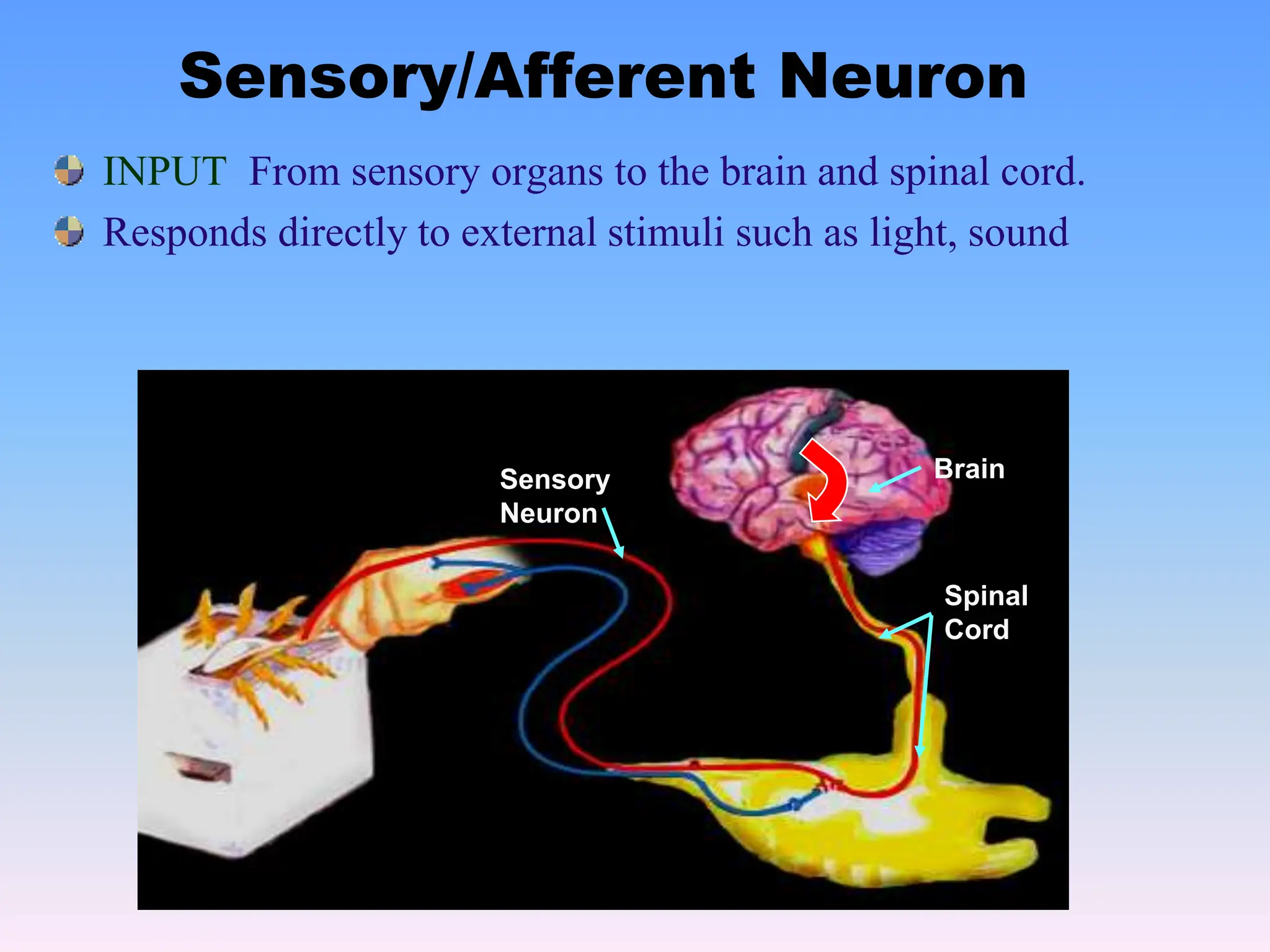 The Neurological foundations of Behavior | PPTX