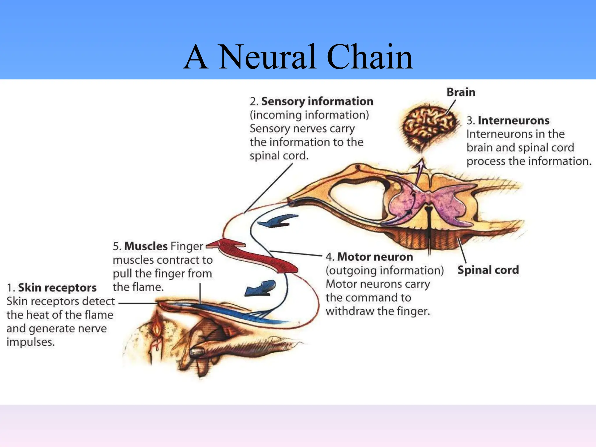 The Neurological foundations of Behavior | PPTX