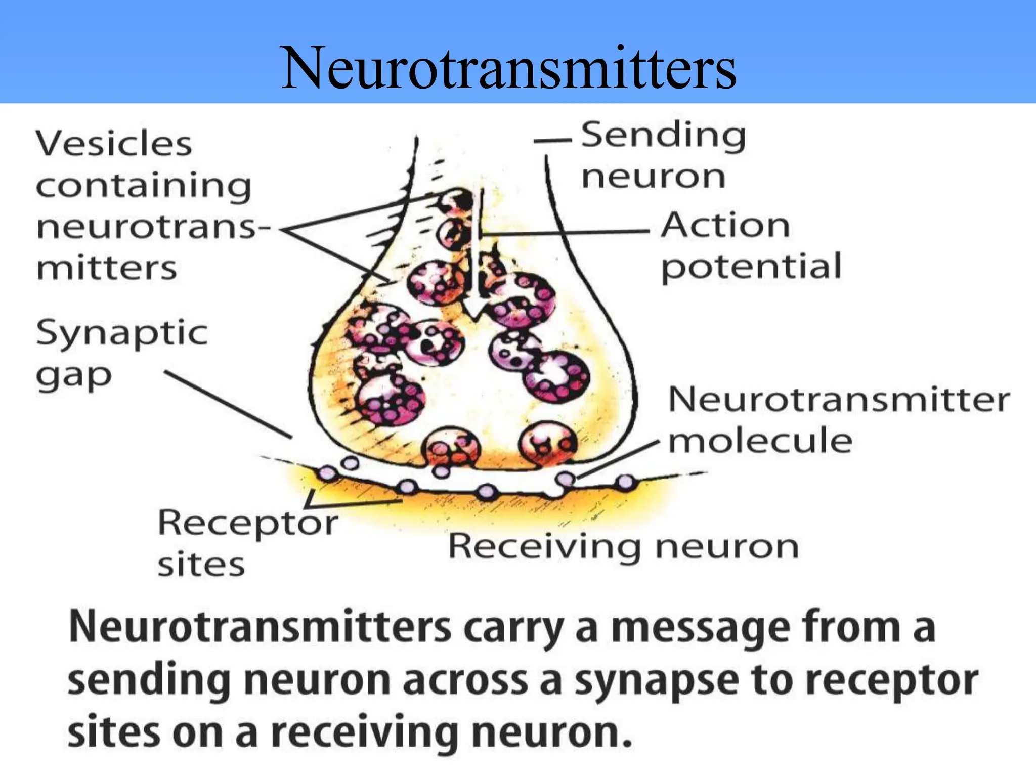 The Neurological foundations of Behavior | PPTX | Brain and Nervous ...