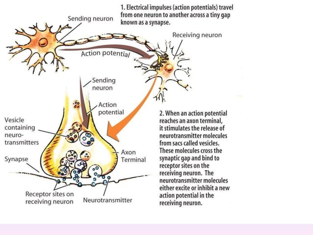 The Neurological foundations of Behavior | PPTX | Brain and Nervous ...