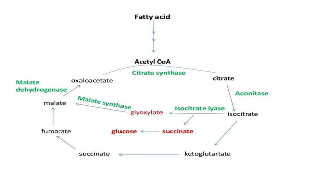 Chemistry and Metabolism of Carbohydrate - Glyoxylate Pathway | PPTX