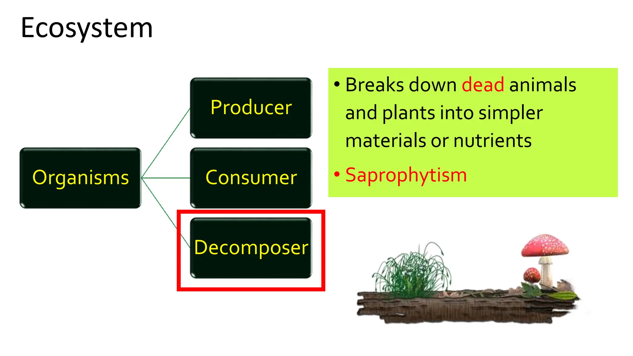 FORM 2 : Energy Flow in an Ecosystem.pptx