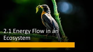 FORM 2 : Energy Flow in an Ecosystem.pptx
