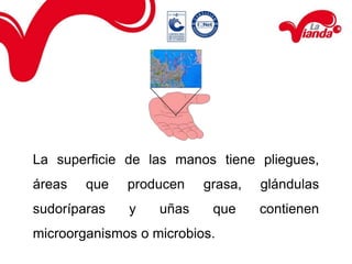 Microorganismos patógenos lavado de manos.pptx
