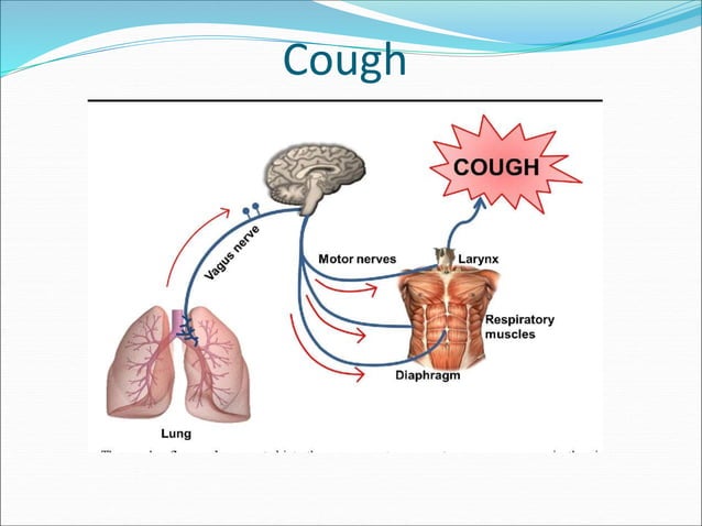 2. Cough.ppt b.pharmacy syllabus point are covered | PPT