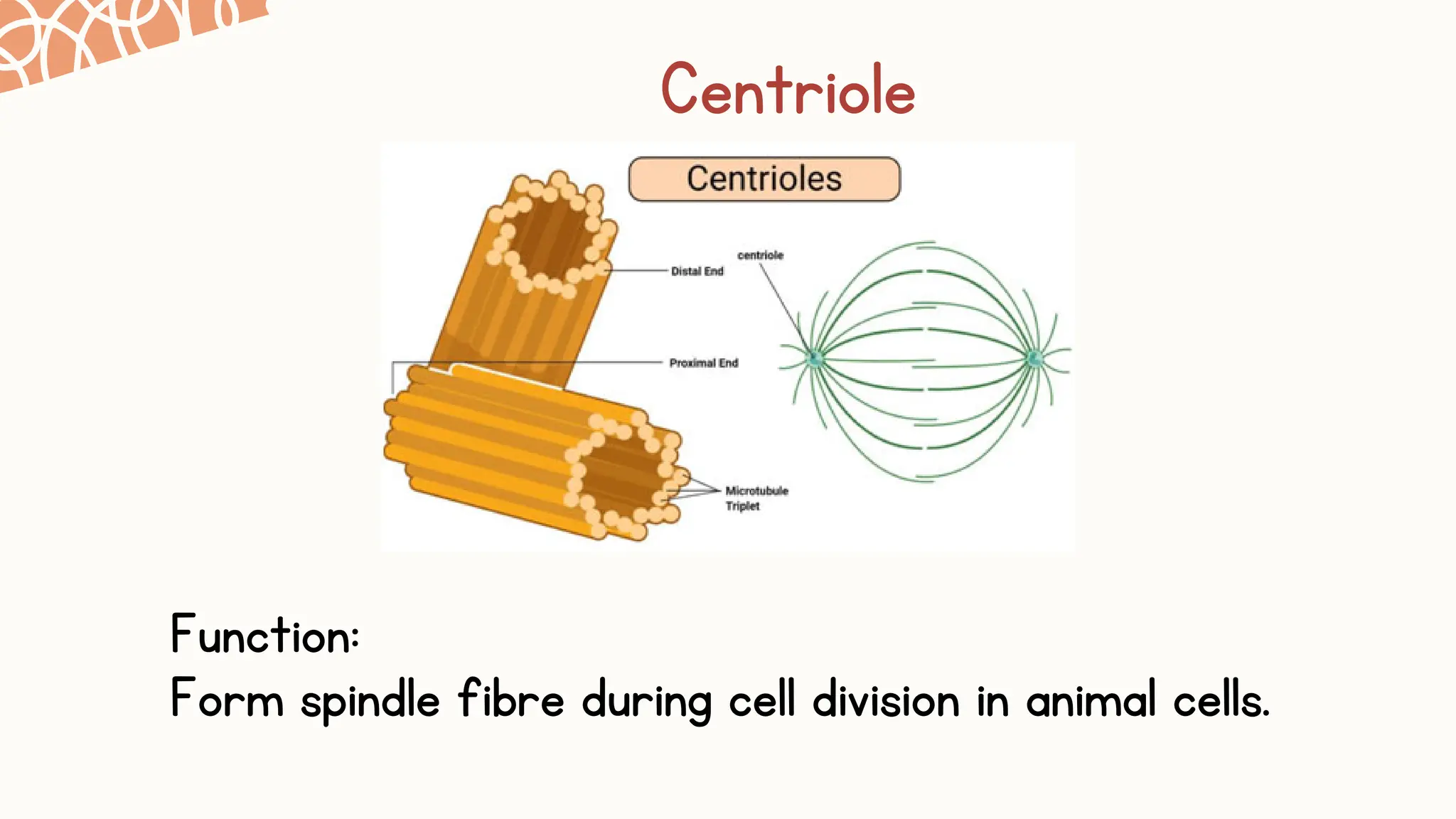 2.1 Cell Structure And Function Biology Form 4 | PDF