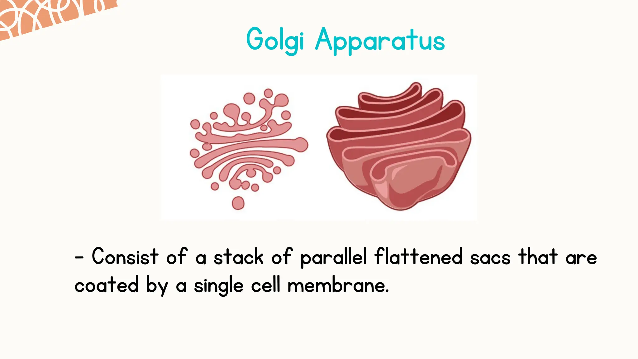 2.1 Cell Structure And Function Biology Form 4 | PDF
