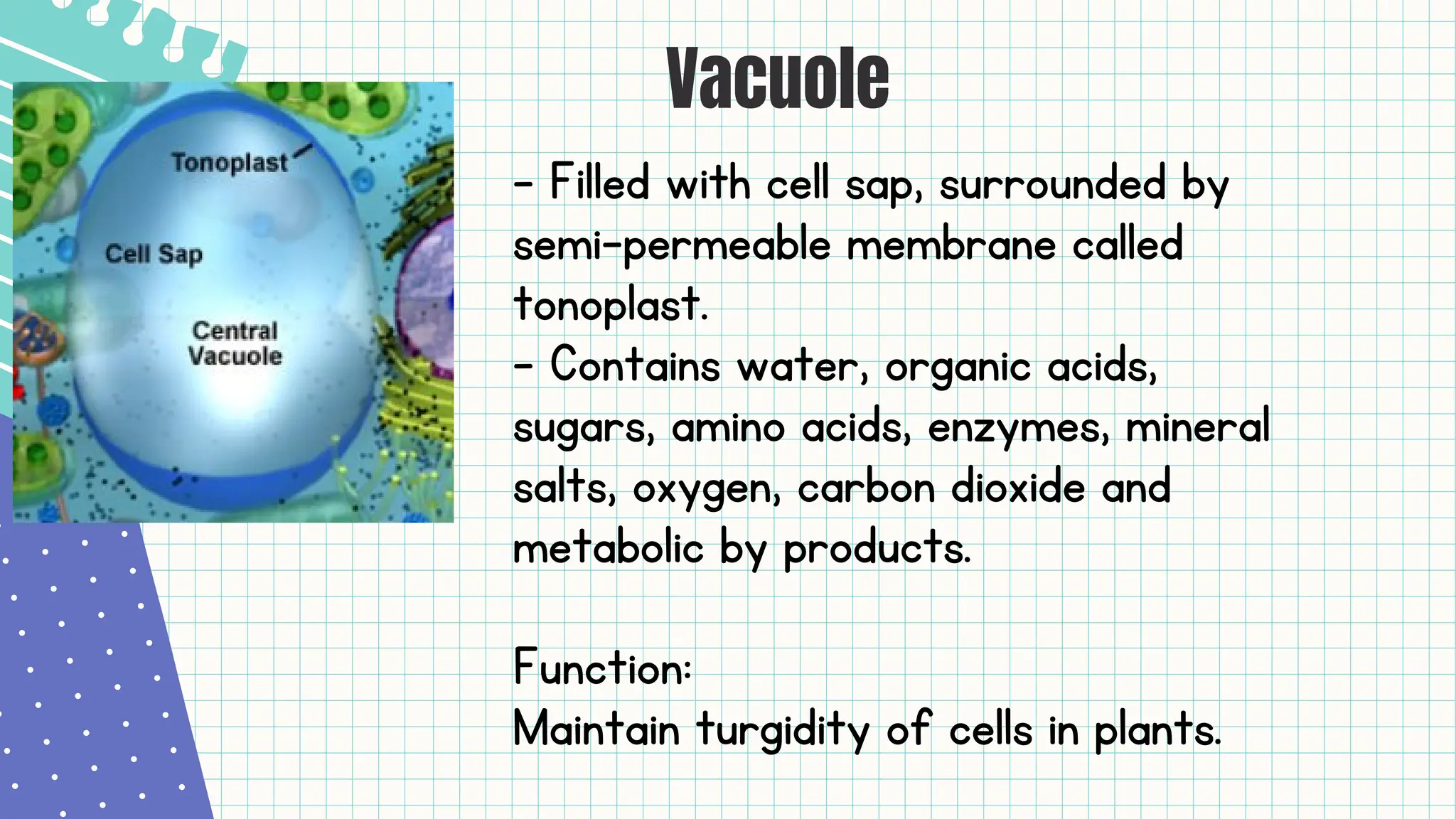2.1 Cell Structure And Function Biology Form 4 | PDF