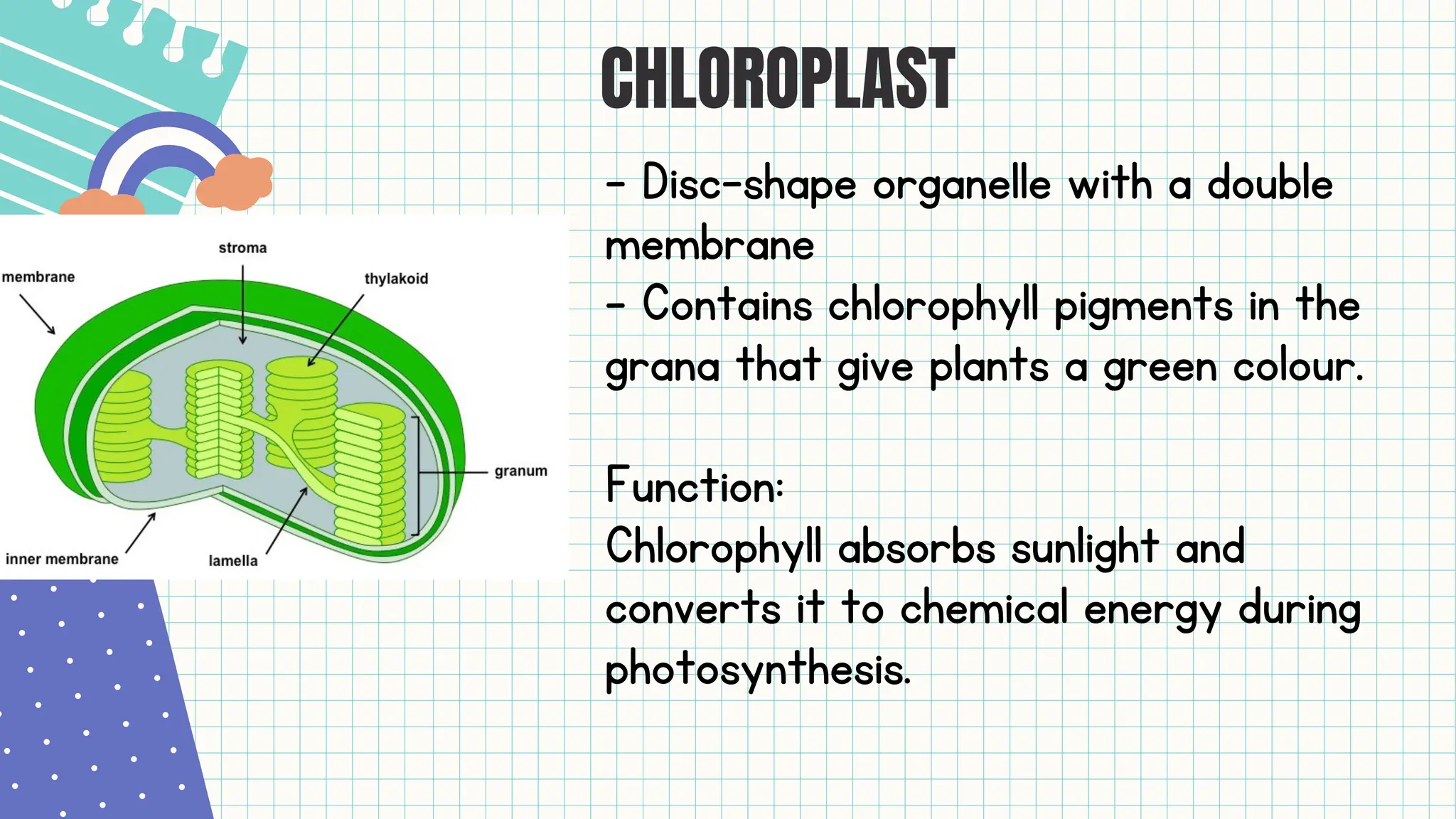 2.1 Cell Structure And Function Biology Form 4 | PDF