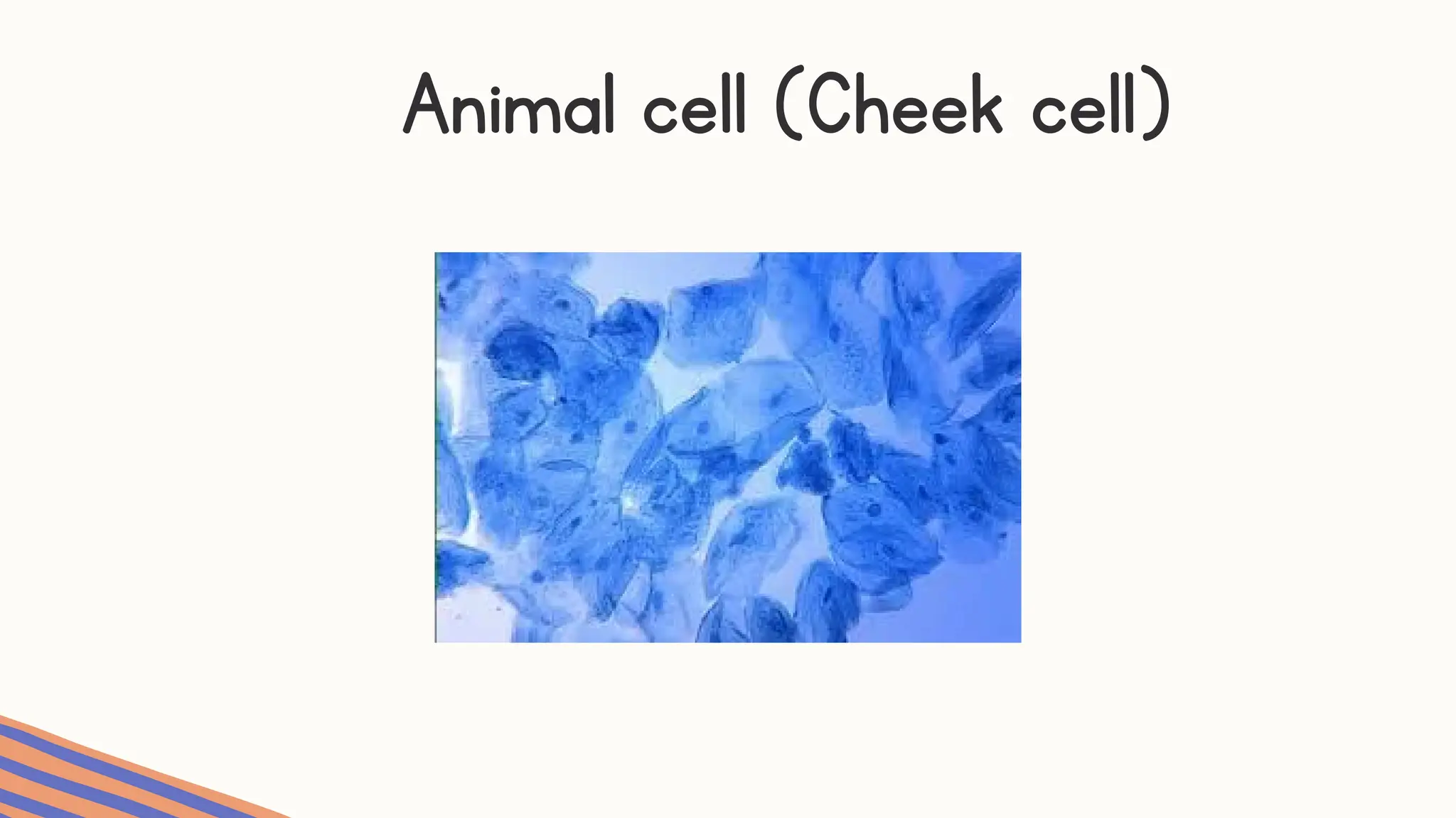 2.1 Cell Structure And Function Biology Form 4 | PDF