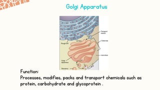 2.1 Cell Structure And Function Biology Form 4 | PDF