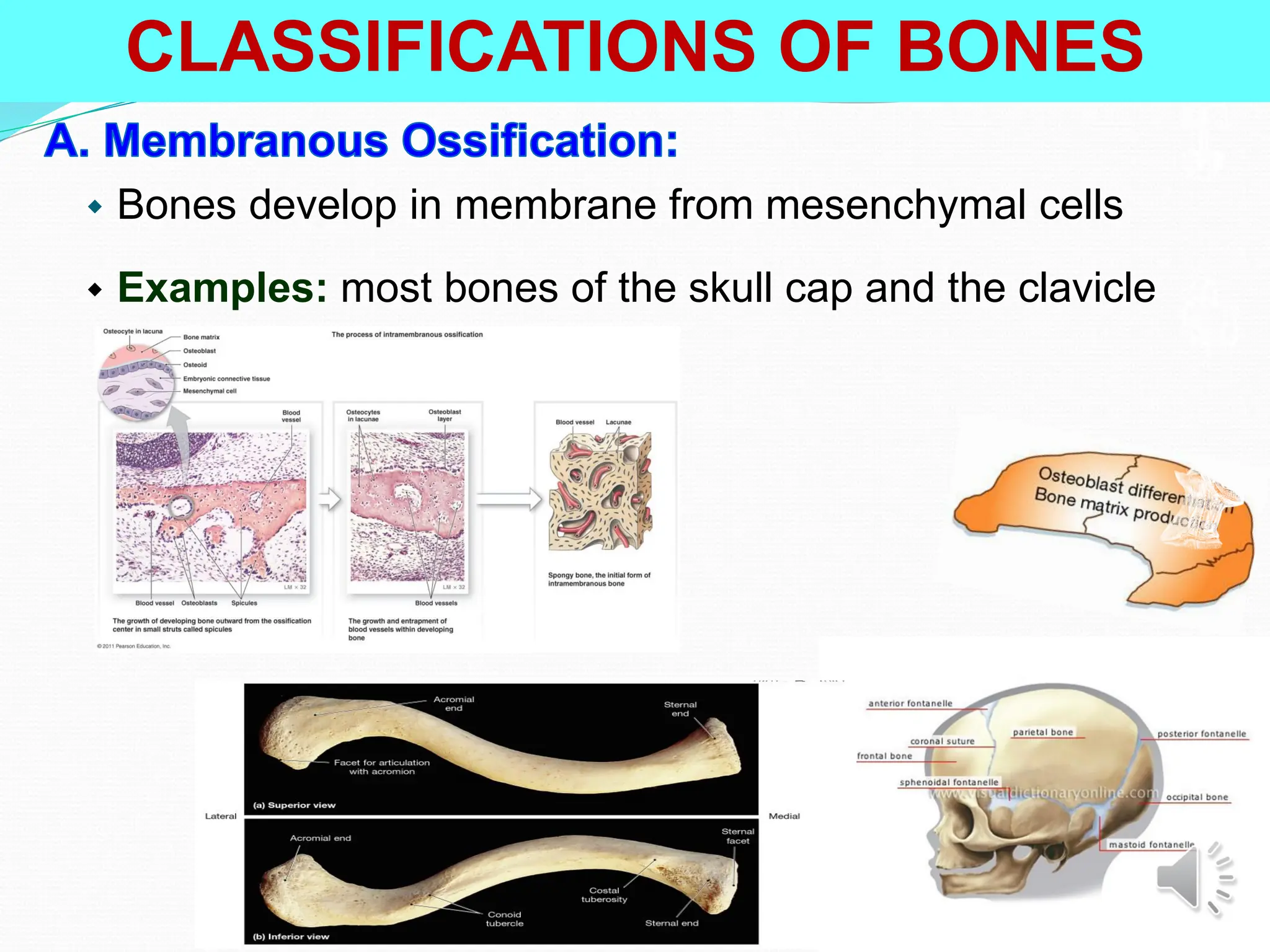Introduction to Skeletal system oh human | PDF | Death, Injury, or ...