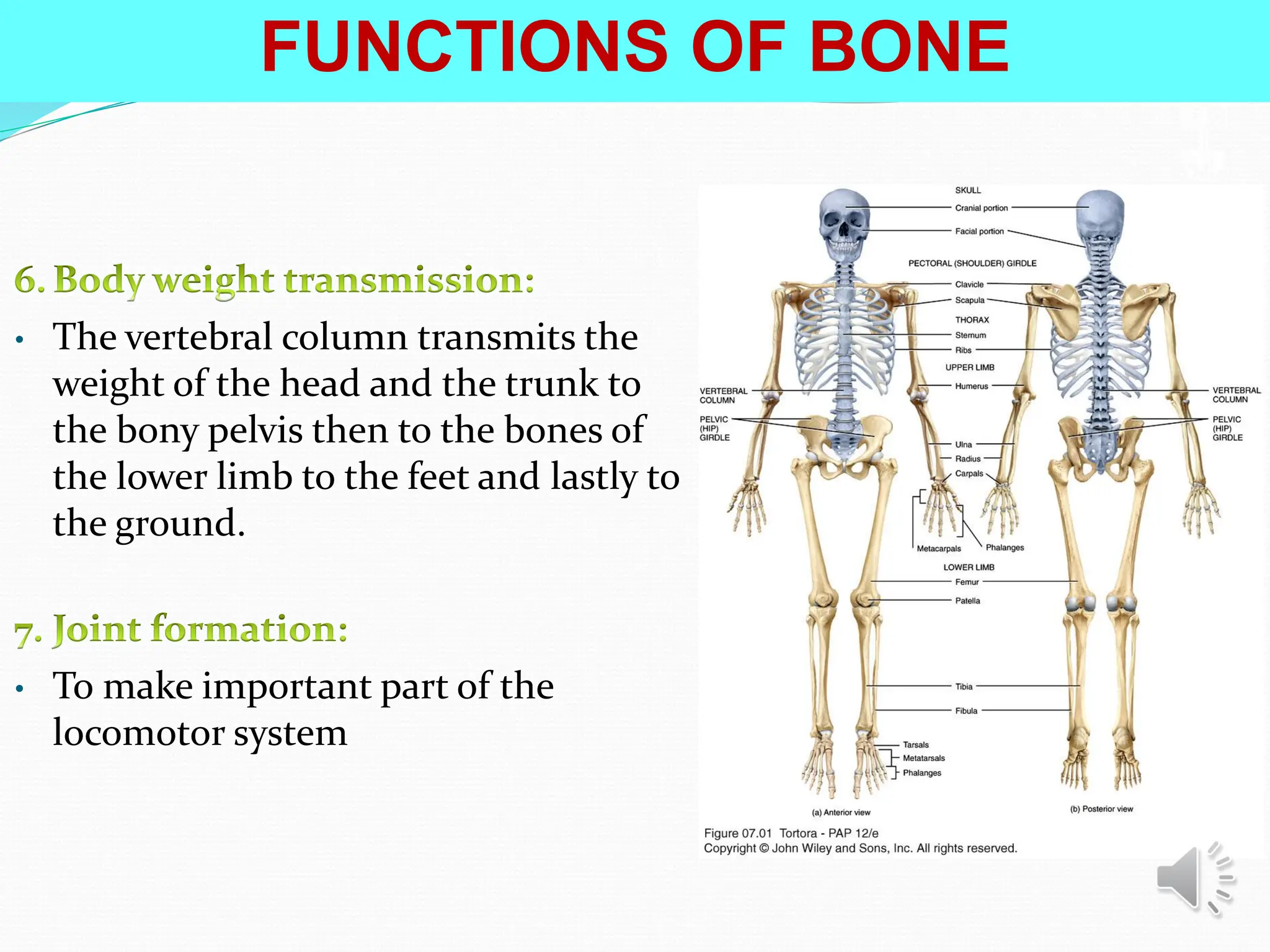 Introduction to Skeletal system oh human | PDF | Death, Injury, or ...