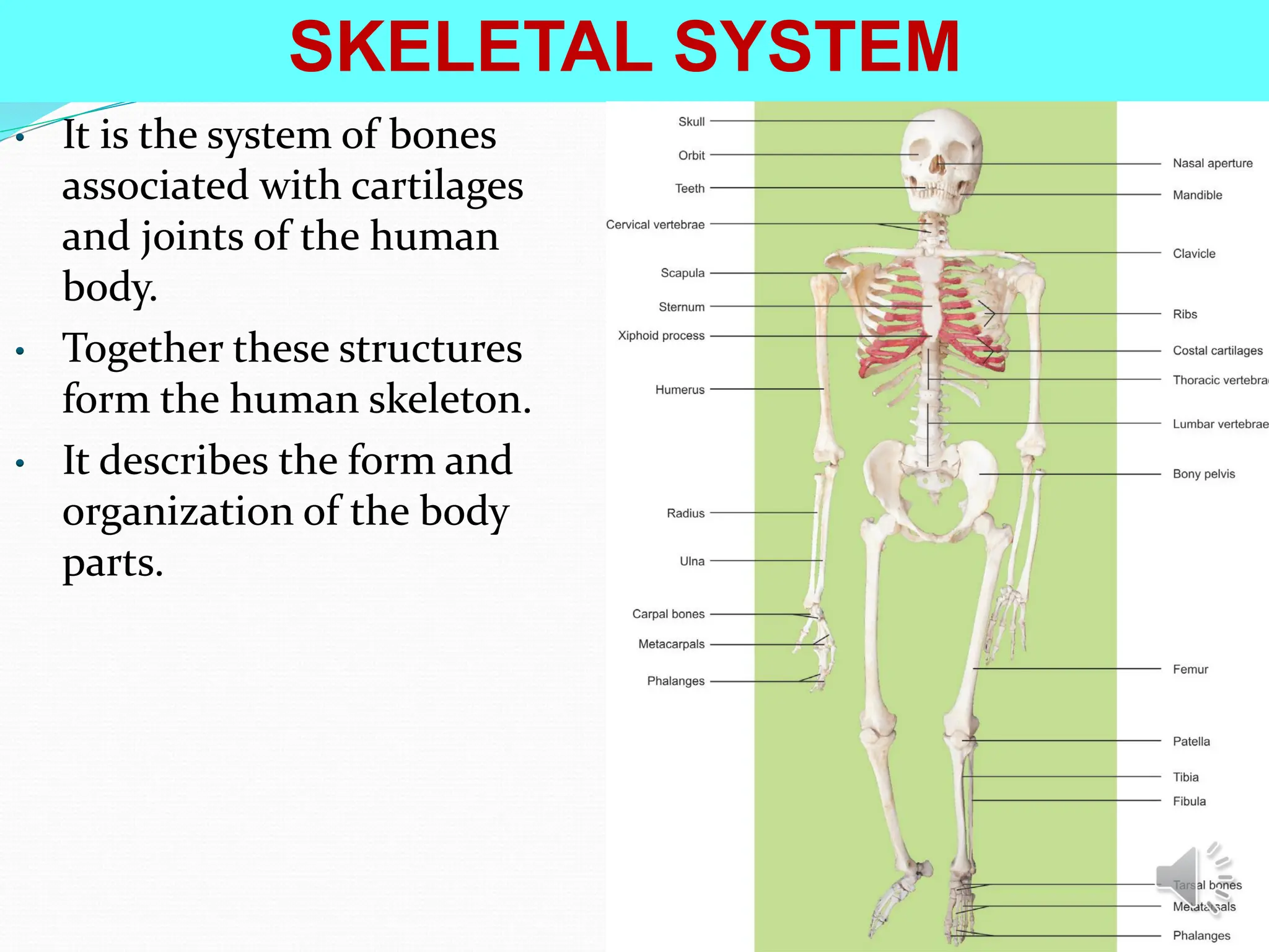 Introduction to Skeletal system oh human | PDF | Death, Injury, or ...