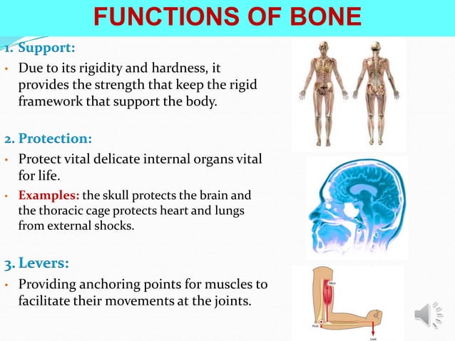 Introduction to Skeletal system oh human | PDF | Death, Injury, or ...