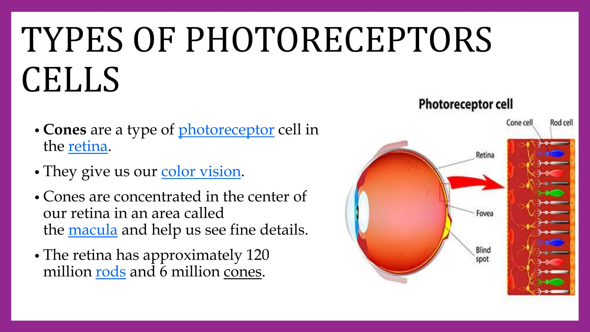 2.2-Sensory-organs.pptx Including the types | PPTX
