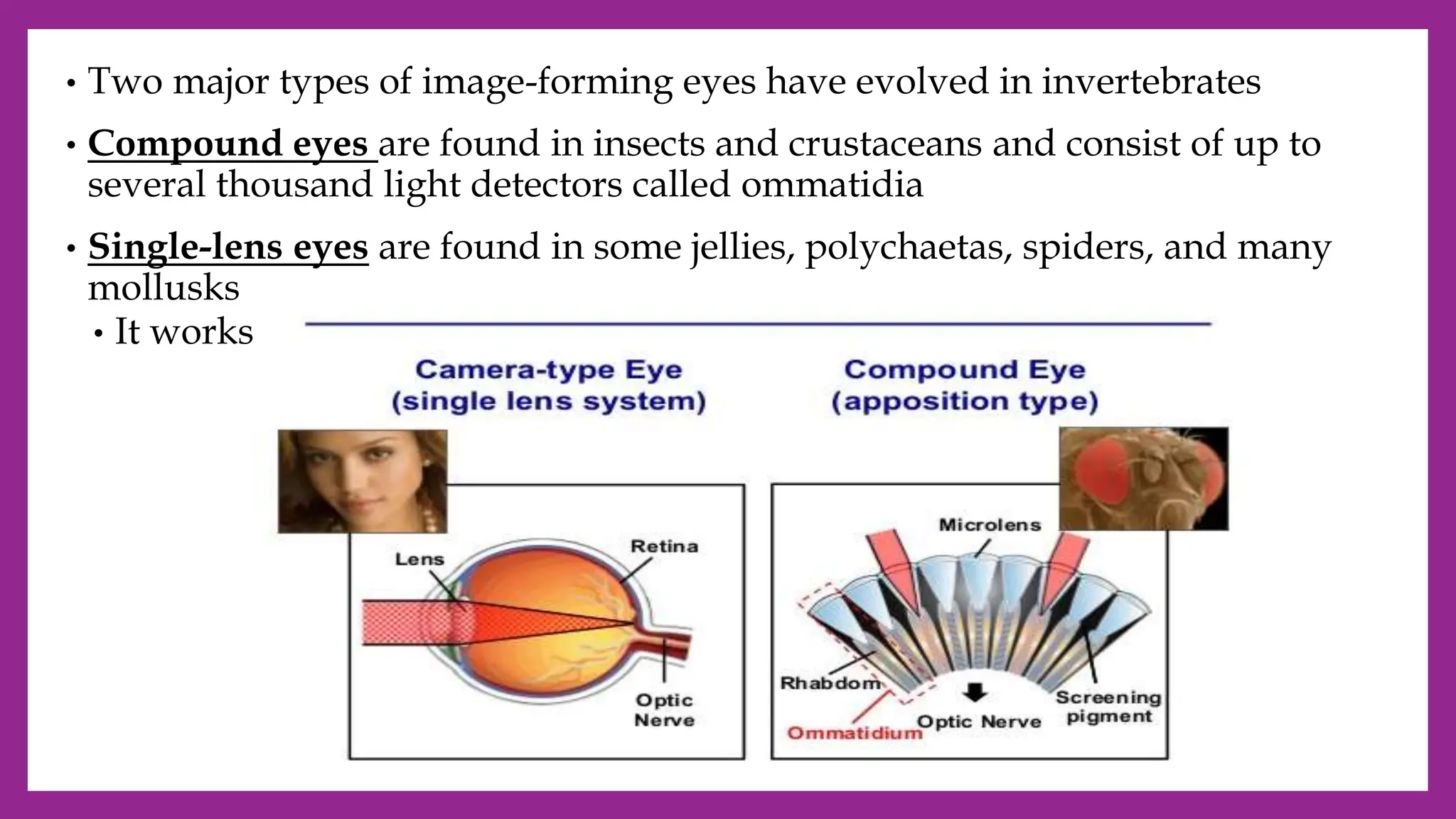 2.2-Sensory-organs.pptx Including the types | PPTX