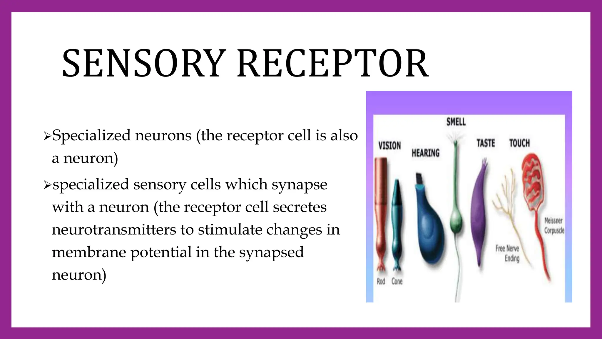 2.2-Sensory-organs.pptx Including the types | PPTX