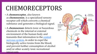 2.2-Sensory-organs.pptx Including the types | PPTX