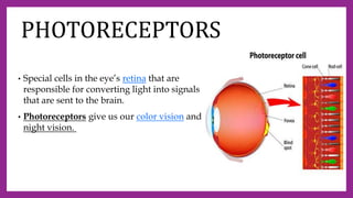 2.2-Sensory-organs.pptx Including the types | PPTX