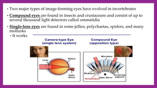 2.2-Sensory-organs.pptx Including the types | PPTX