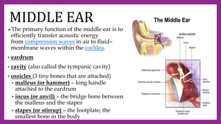 2.2-Sensory-organs.pptx Including the types | PPTX