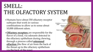 2.2-Sensory-organs.pptx Including the types | PPTX