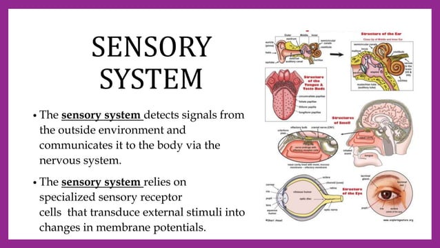 2.2-Sensory-organs.pptx Including the types | PPTX