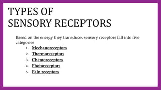 2.2-Sensory-organs.pptx Including the types | PPTX