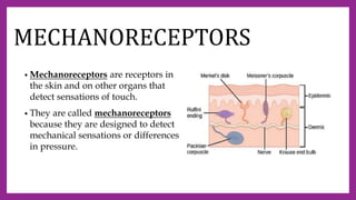2.2-Sensory-organs.pptx Including the types | PPTX