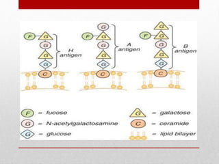 2. Blood Groups, Rh incompatibility,blood transfusion reactions | PPTX