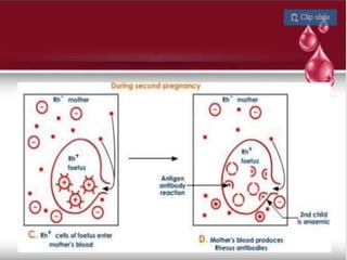 2. Blood Groups, Rh incompatibility,blood transfusion reactions | PPTX