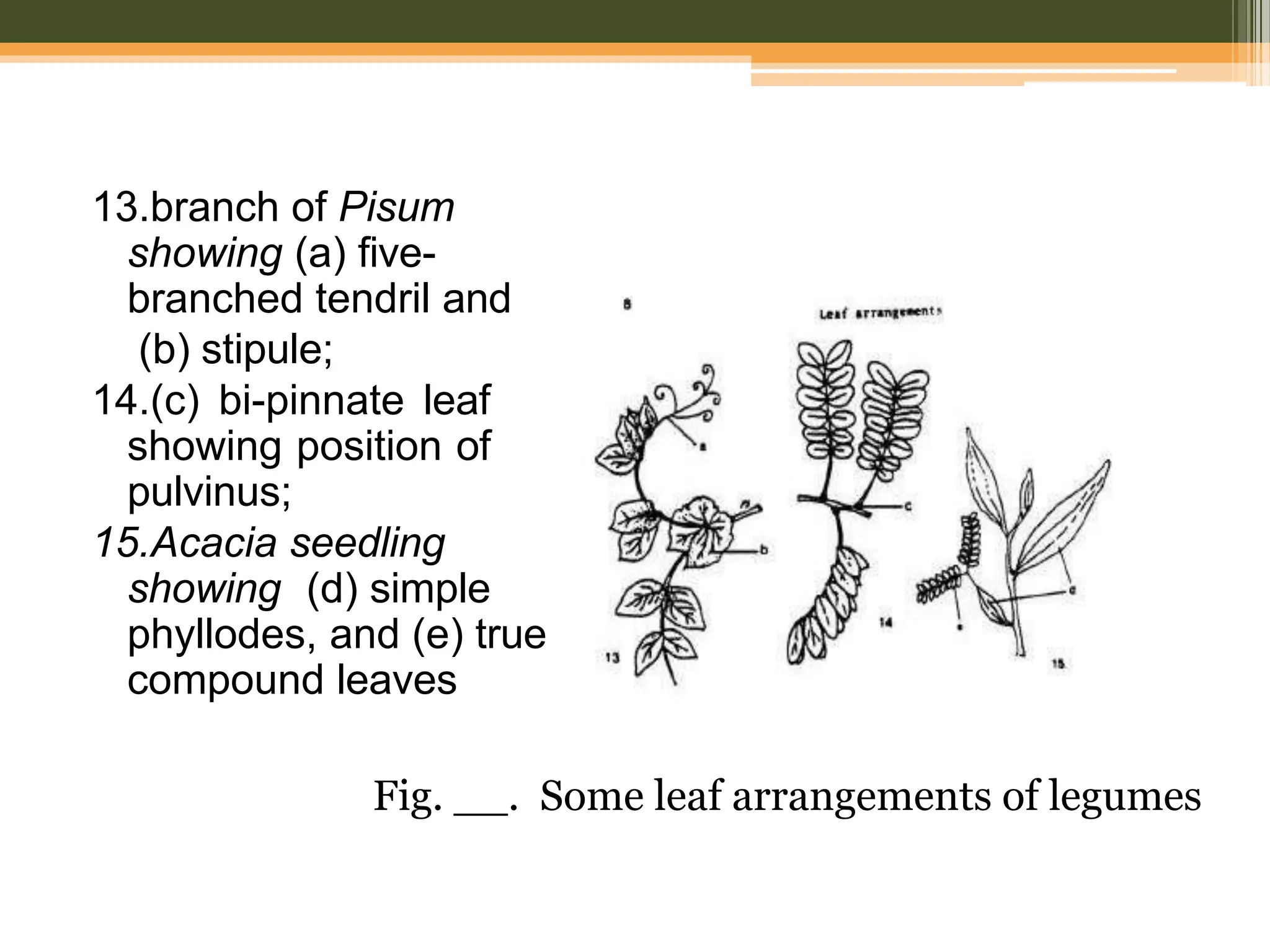 2. Classification and importance of leguminous crops | PPT