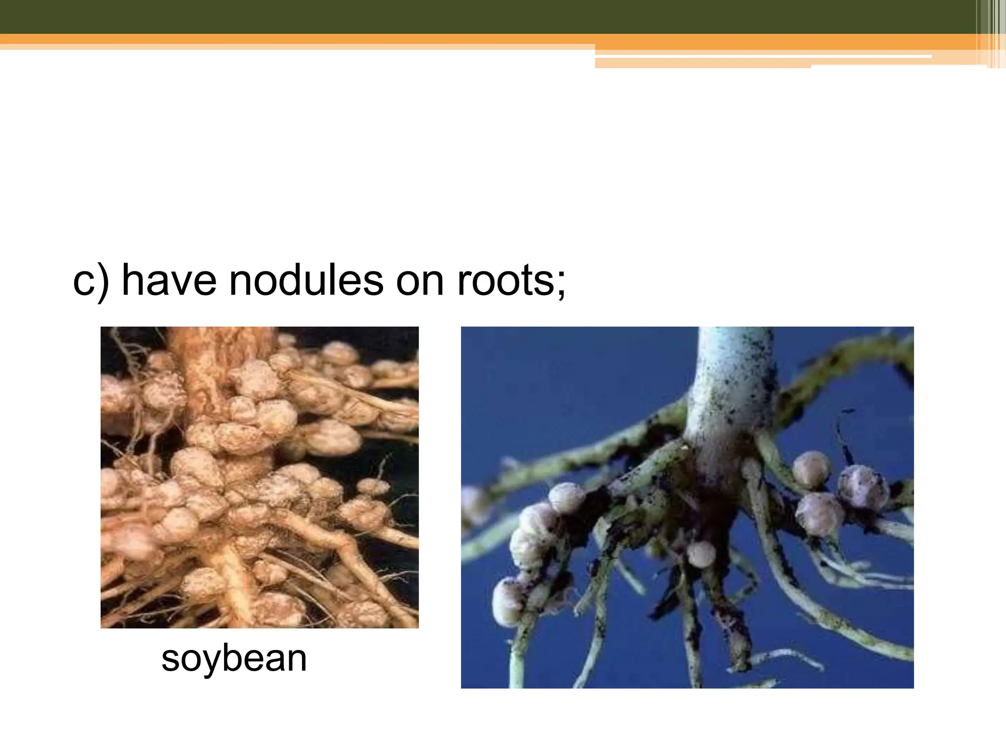2. Classification and importance of leguminous crops | PPT