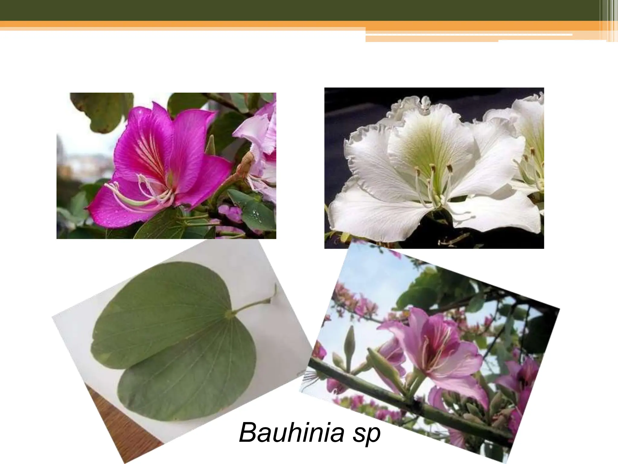 2. Classification and importance of leguminous crops | PPT