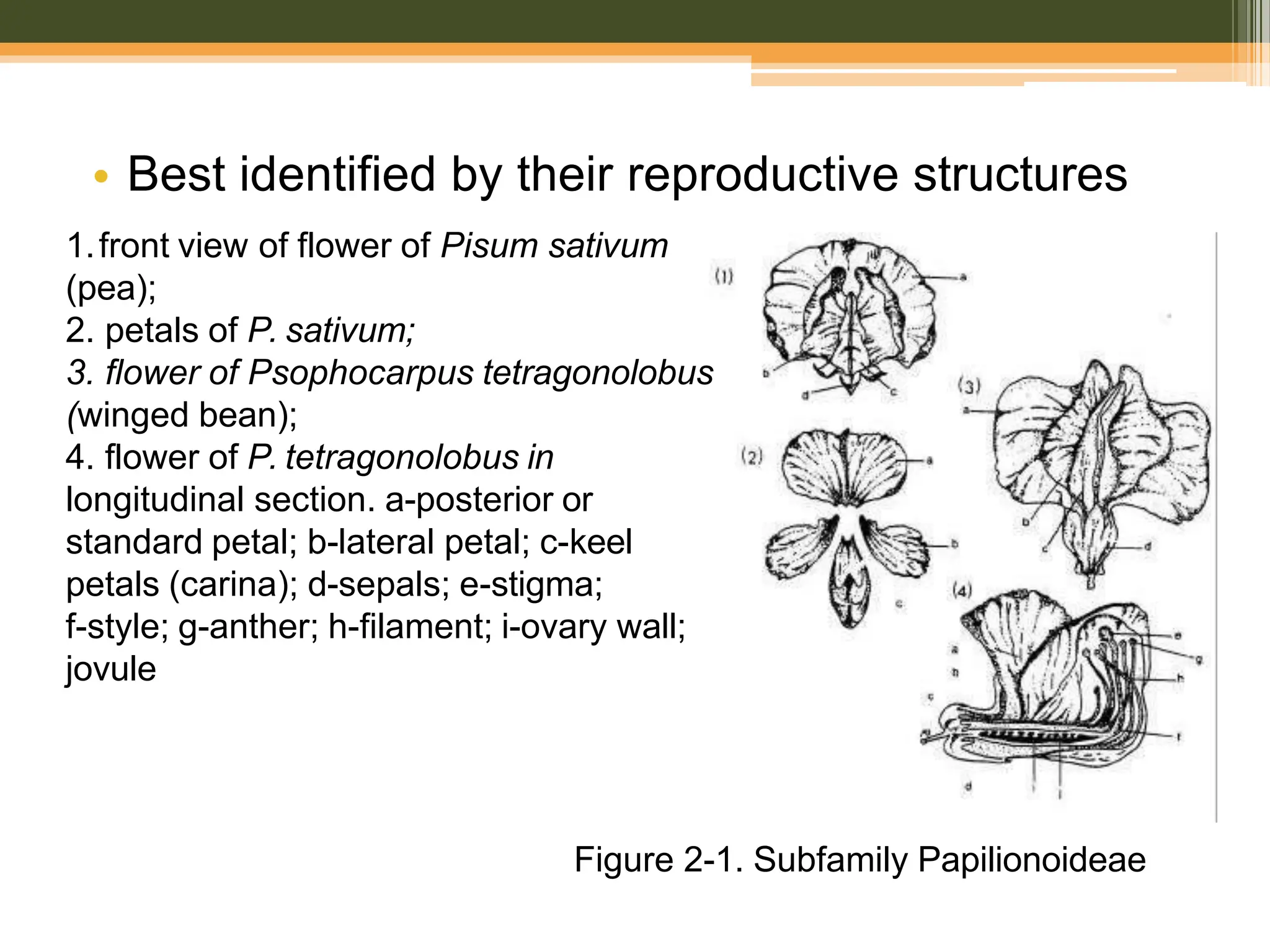 2. Classification and importance of leguminous crops | PPT